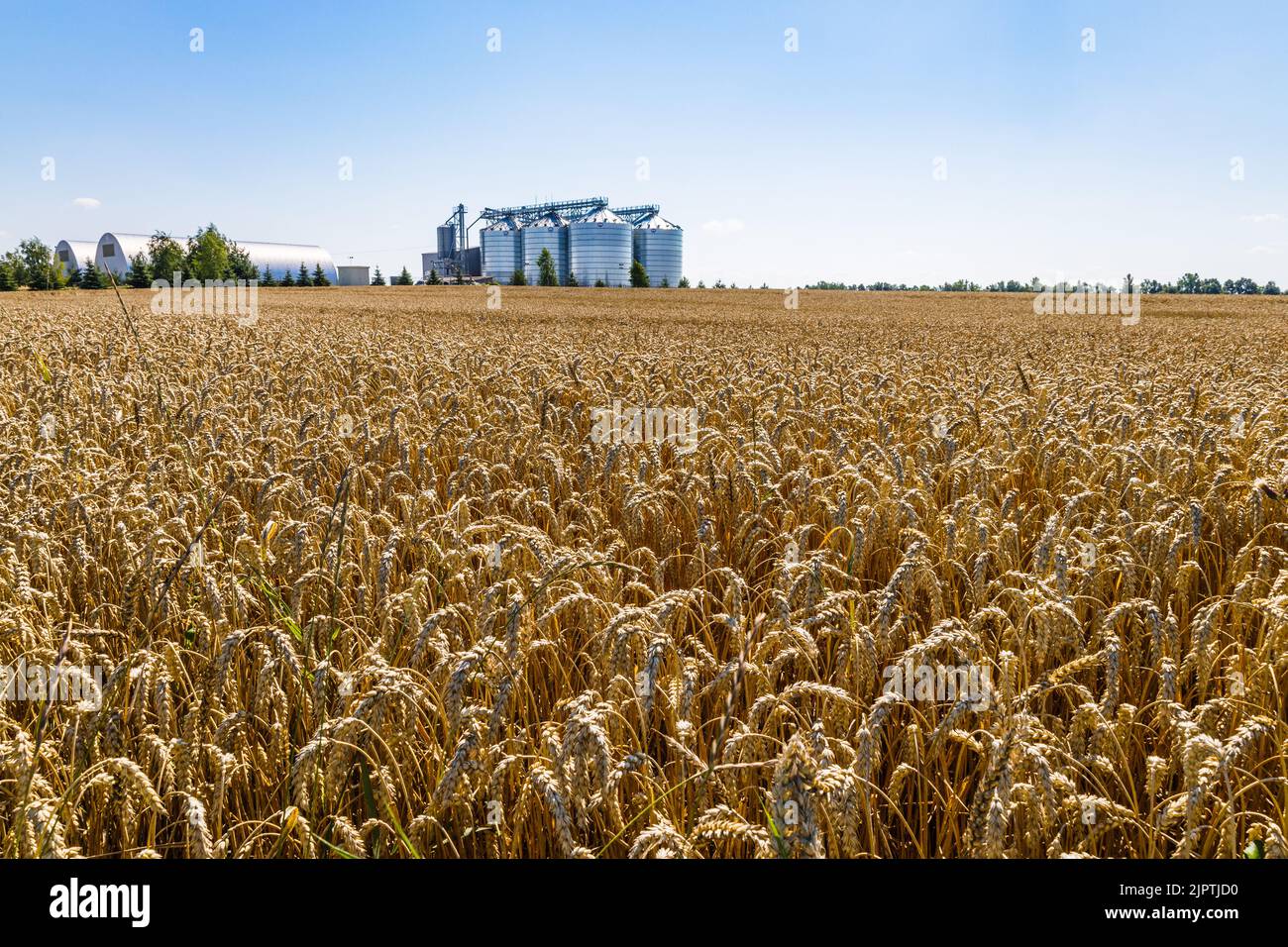 Ripening ears of meadow wheat field with agricultural silos granary ...