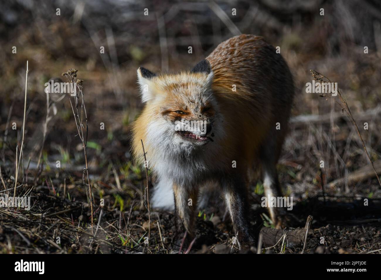 An angry orange fox looking at the camera Stock Photo - Alamy