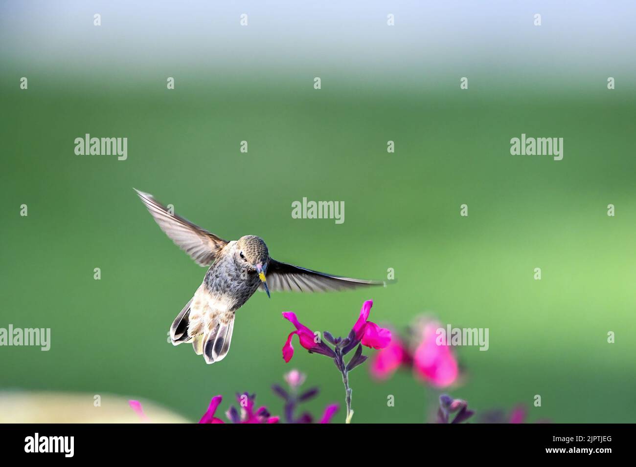 A small bird trying to eat insects on a pink flower Stock Photo - Alamy