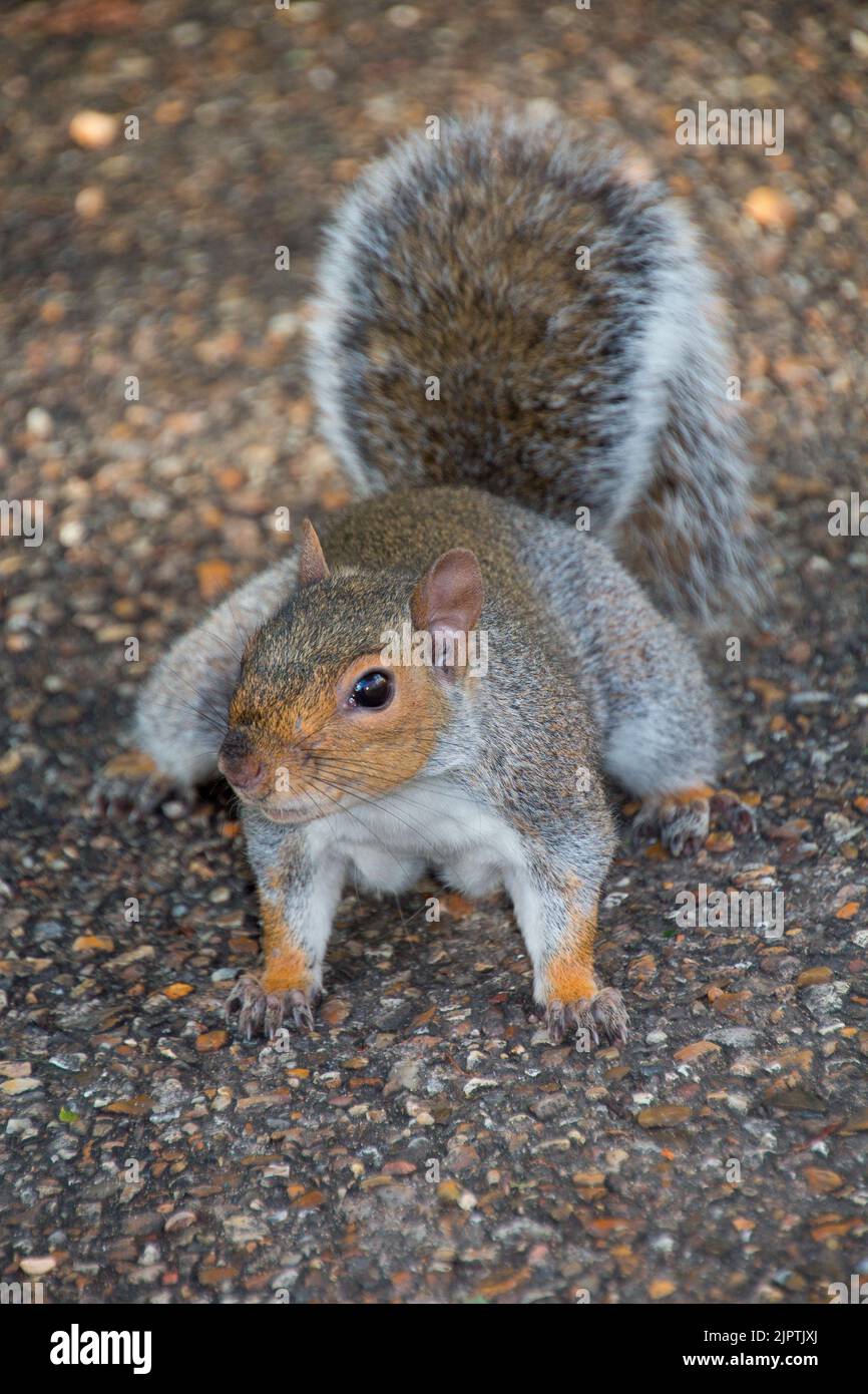 A vertical shot of a squirrel in the park in London, UK Stock Photo - Alamy