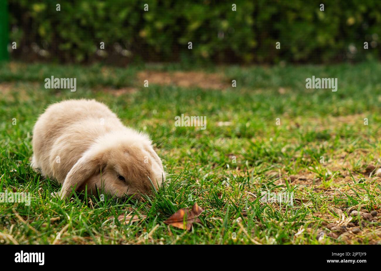 rabbits breed sheep grazing on a green lawn Stock Photo - Alamy