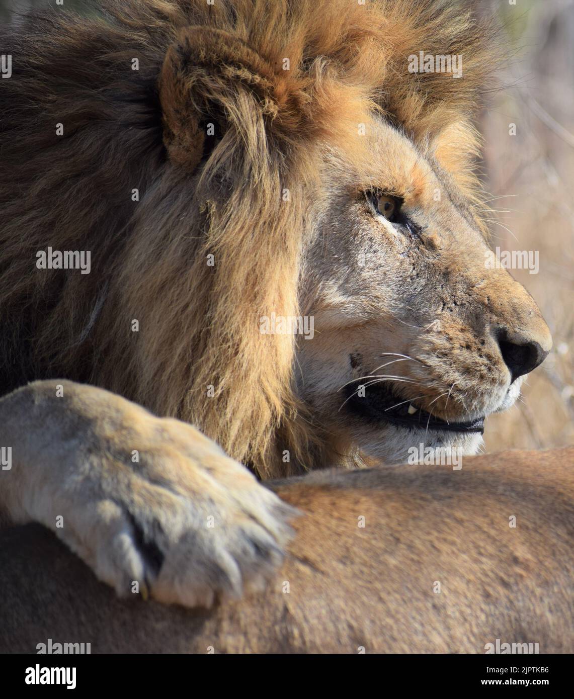Lion with intention to mount lioness Stock Photo - Alamy