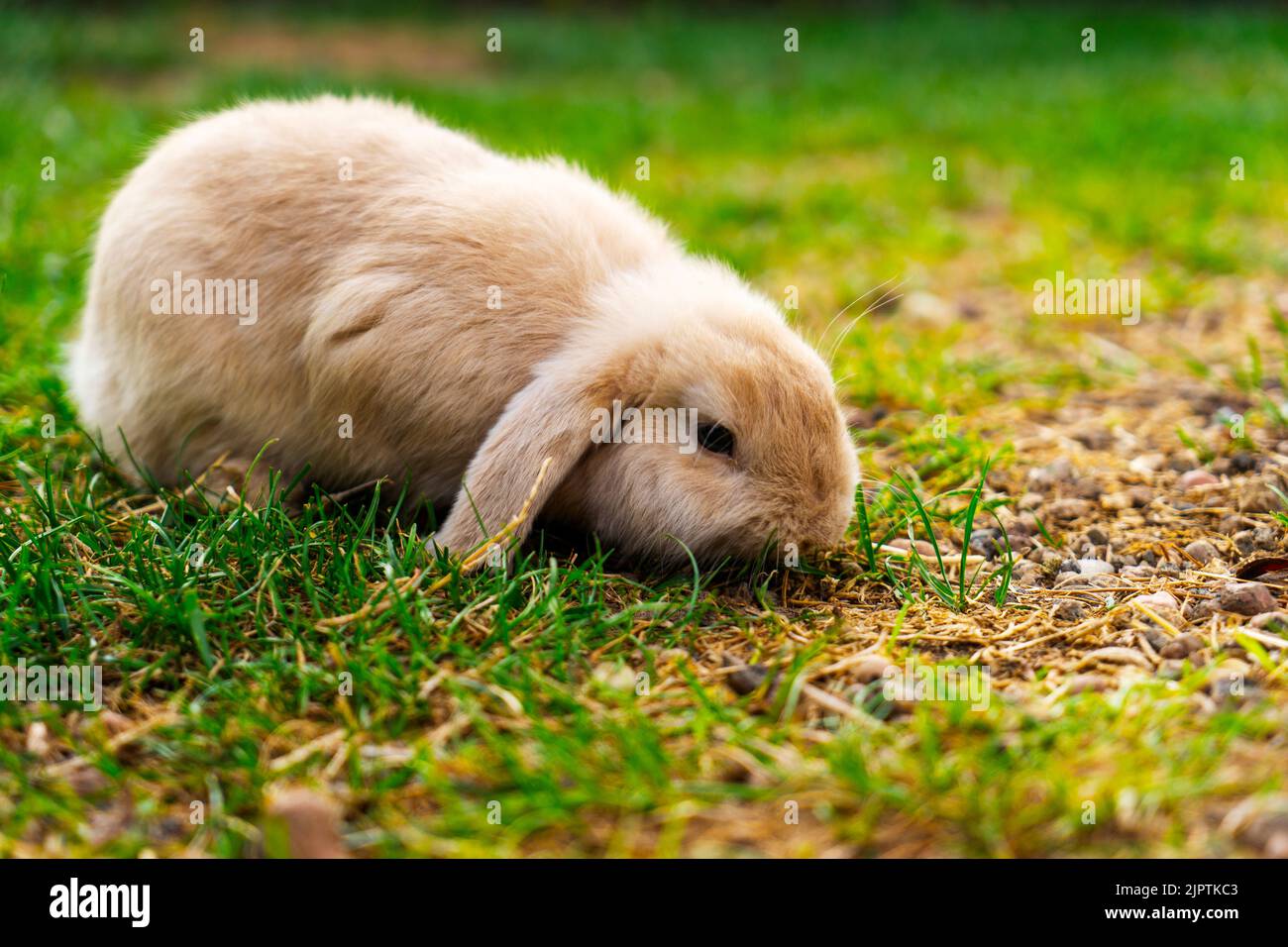 Bunny ears sheep hi-res stock photography and images - Alamy