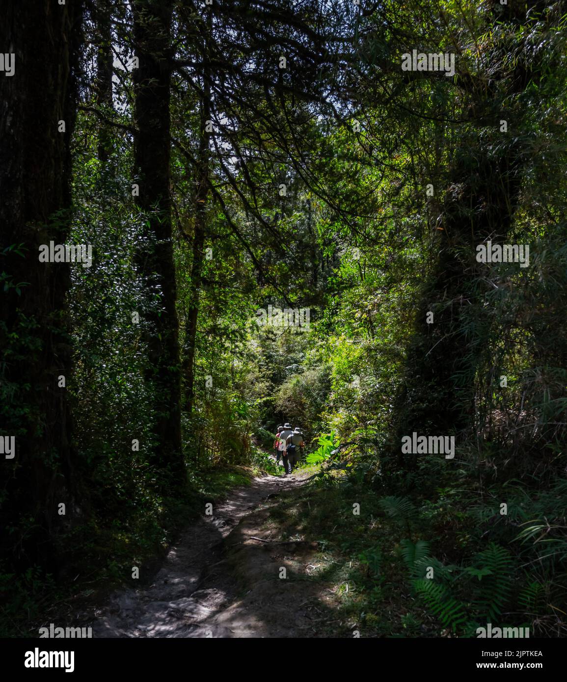A scenic view of green grass and trees on a mountain under blue sky ...