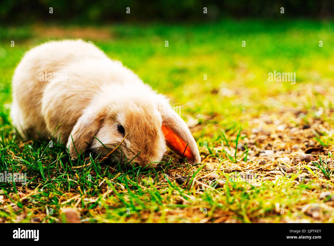 Bunny ear sheep hi-res stock photography and images - Alamy