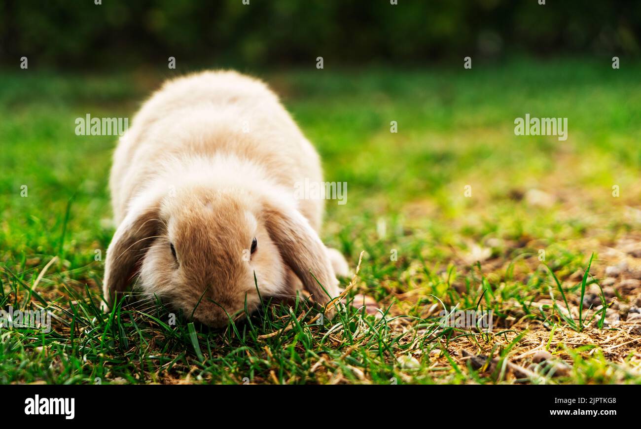 Bunny ears sheep hi-res stock photography and images - Alamy