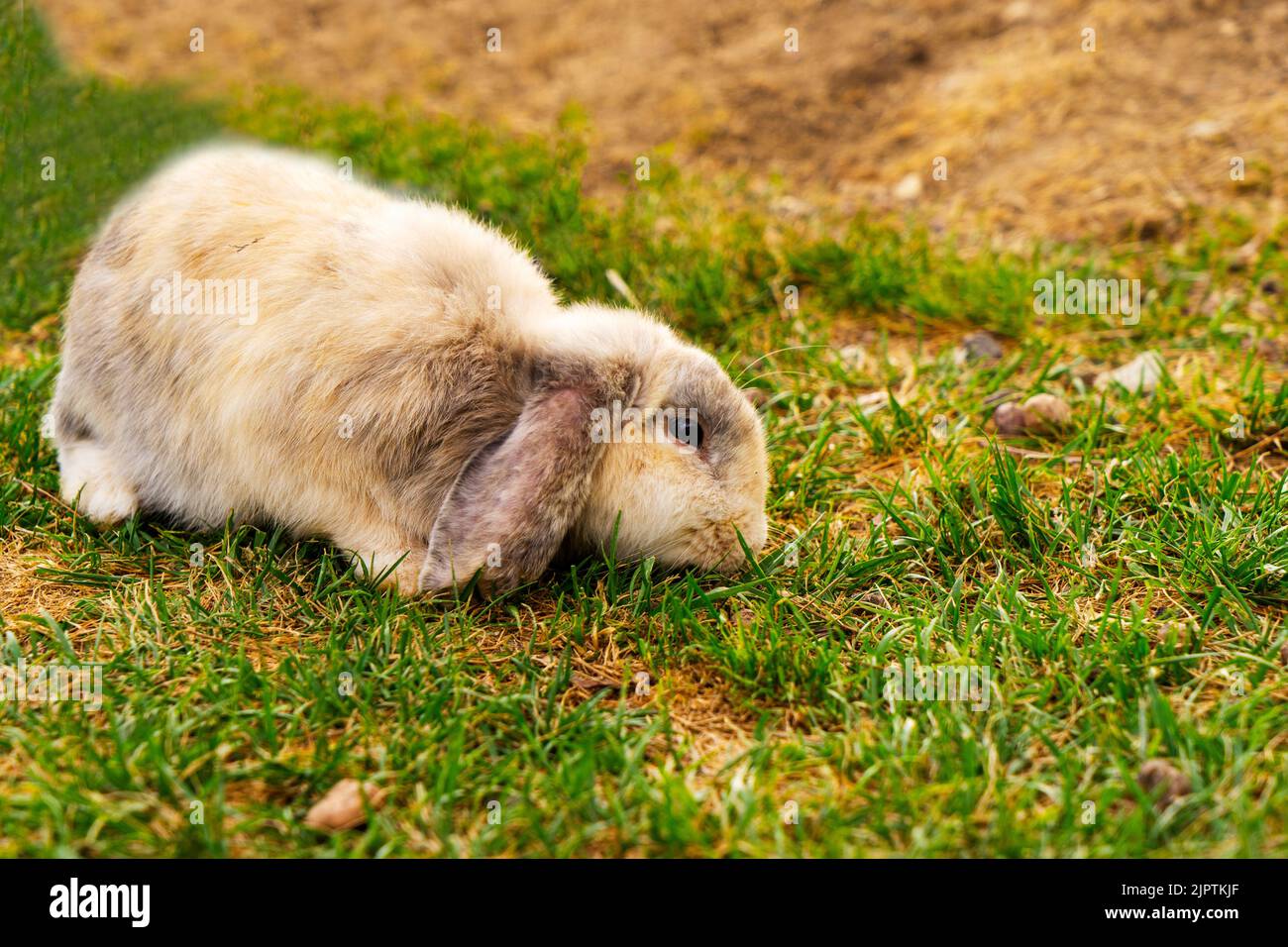 rabbits breed sheep grazing on a green lawn Stock Photo - Alamy