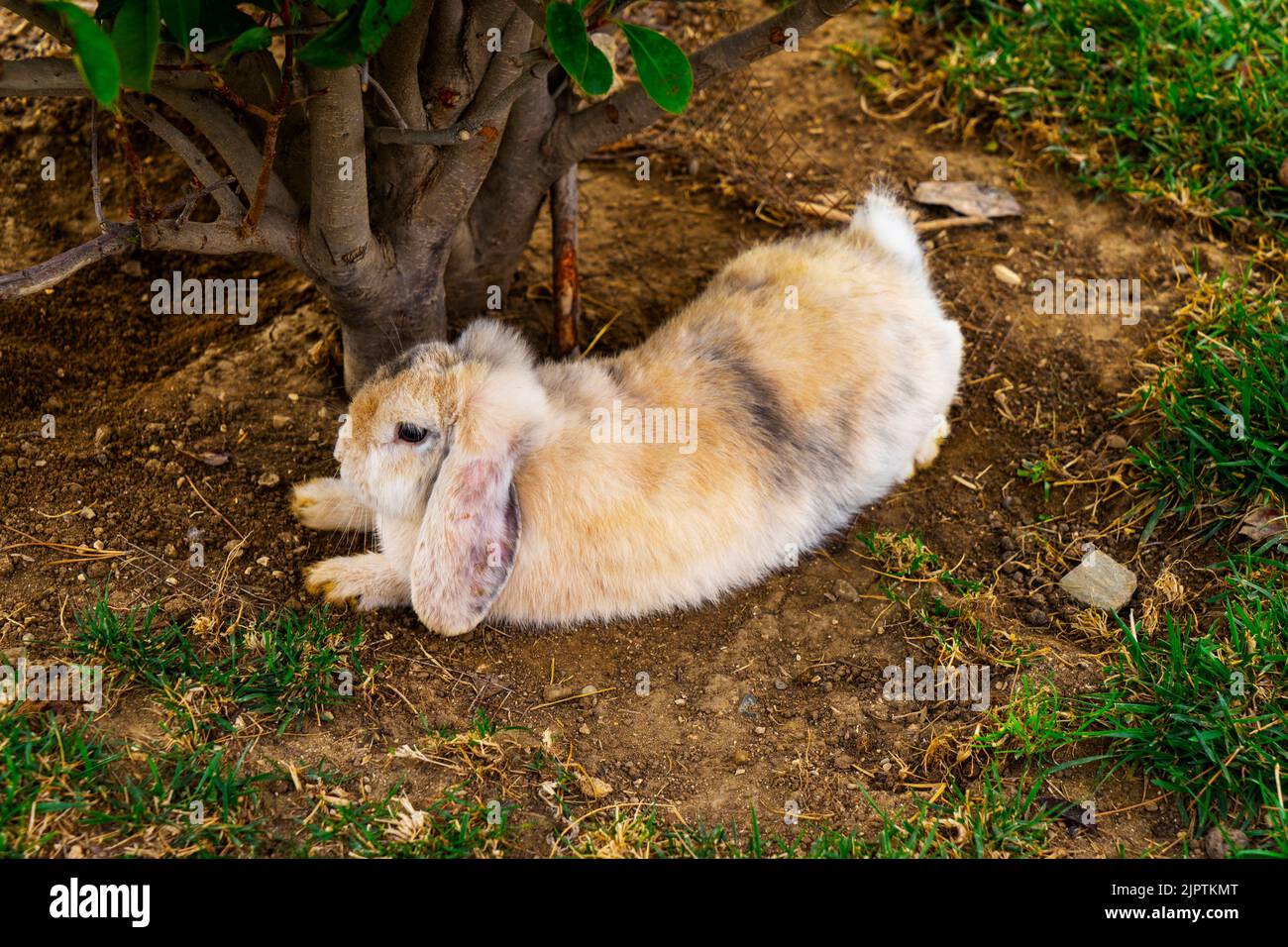 Bunny ear sheep hi-res stock photography and images - Alamy
