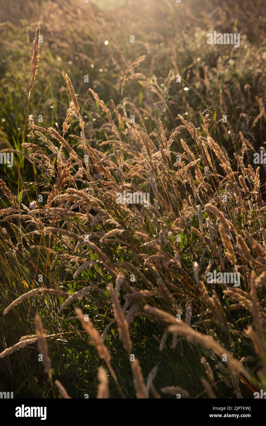 Beautiful soft focused grasses and seidges on beautiful sunny day ...