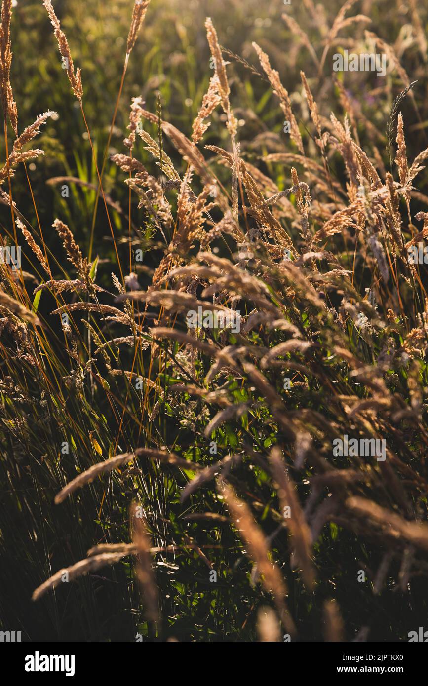 Beautiful soft focused grasses and seidges on beautiful sunny day ...