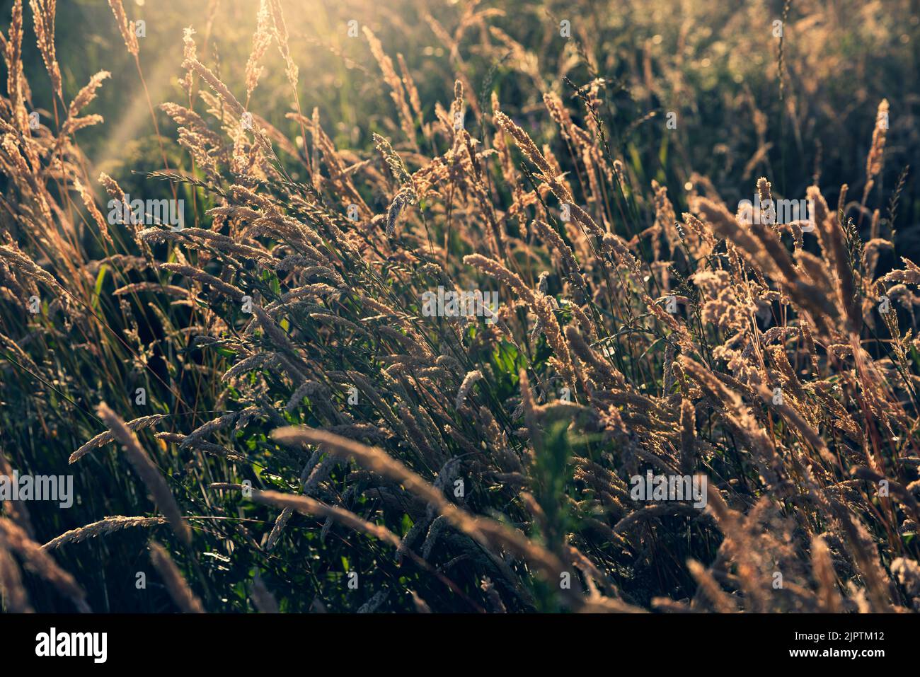 Beautiful soft focused grasses and seidges on beautiful sunny day ...