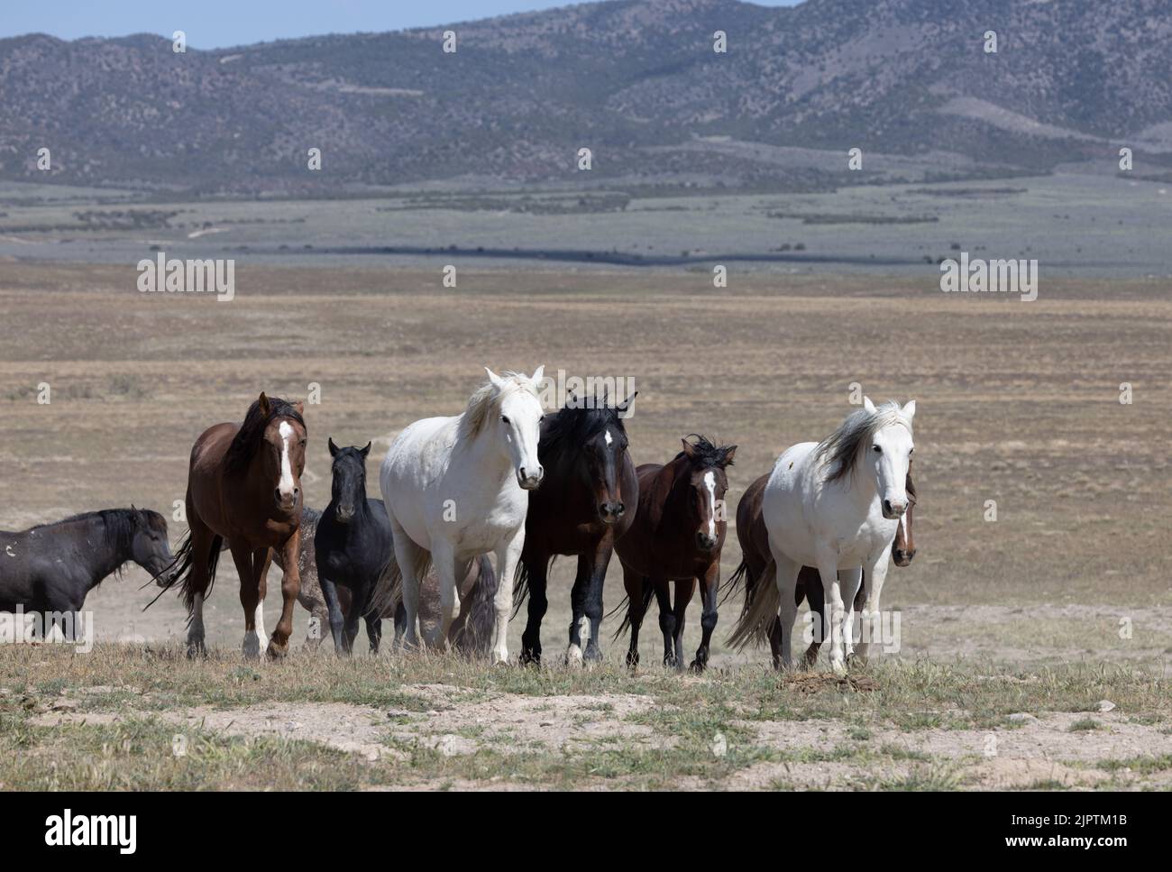Wild Horses in the Utah Desert Stock Photo - Alamy