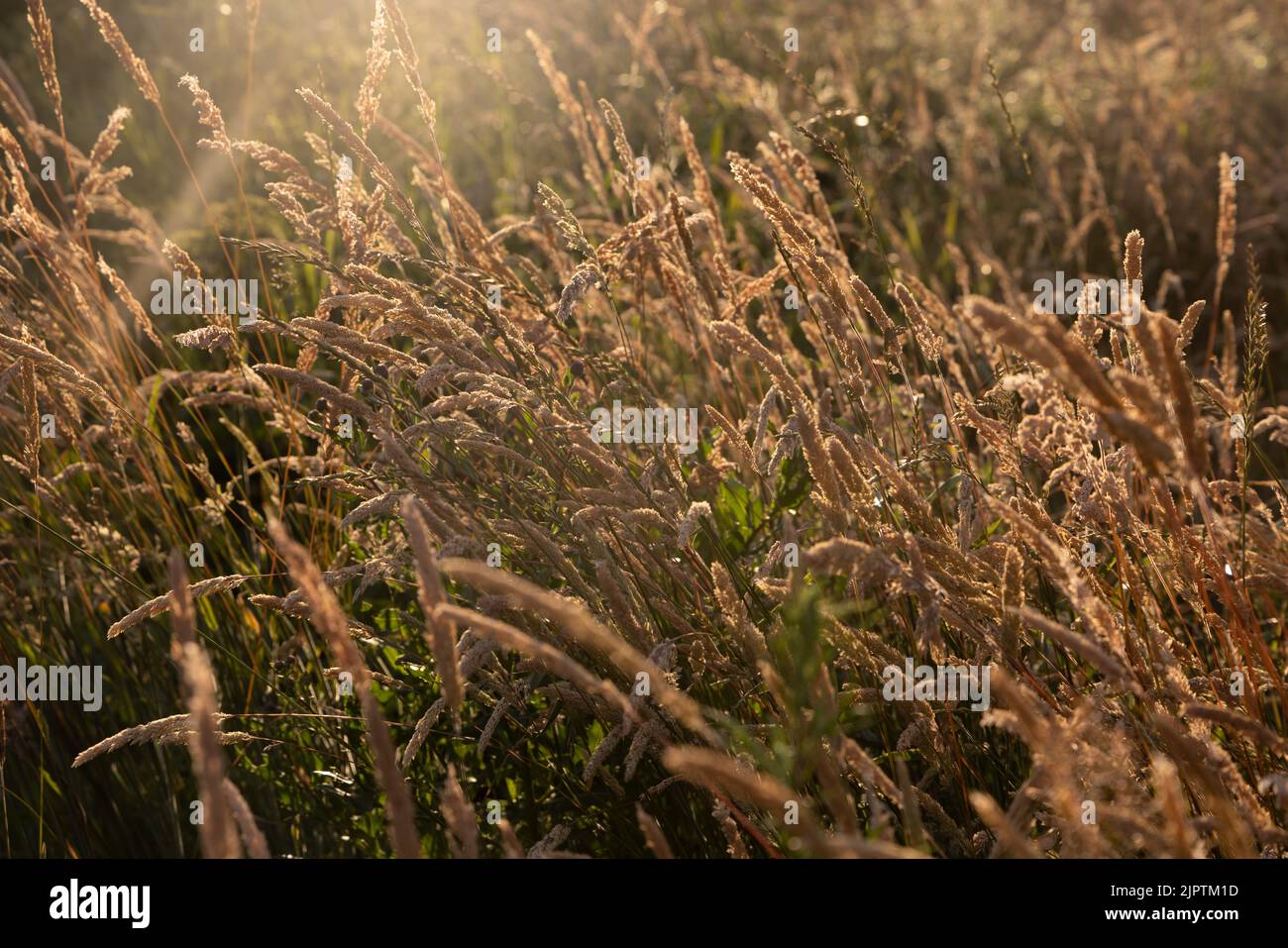 Beautiful soft focused grasses and seidges on beautiful sunny day ...