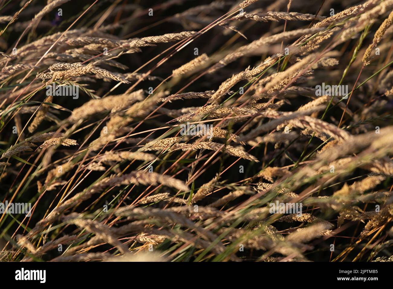 Beautiful soft focused grasses and seidges on beautiful sunny day ...