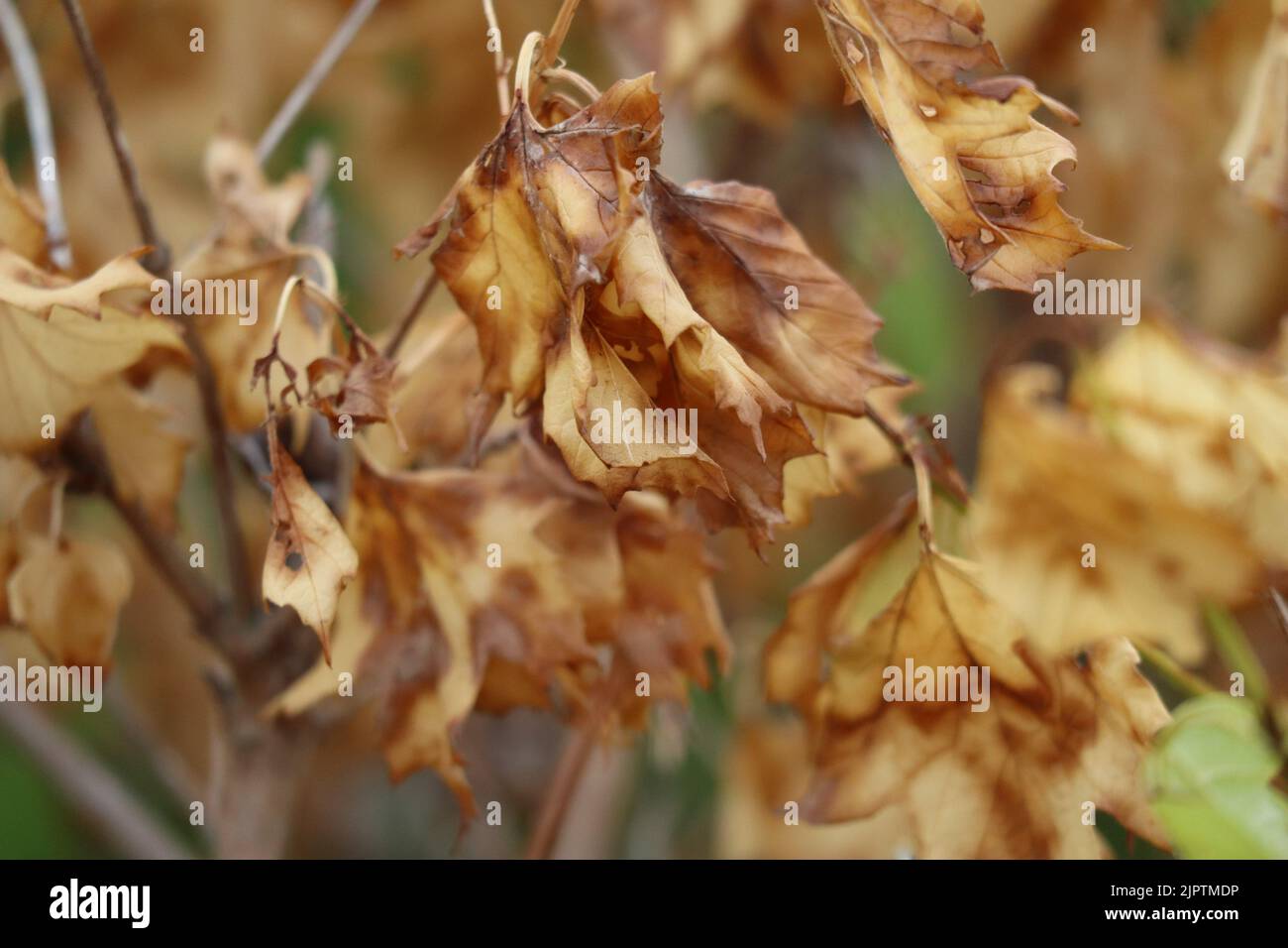 beautiful Leaves discolored beyond Recognition Stock Photo - Alamy beautiful Leaves discolored beyond Recognition Stock Photo - Alamy
