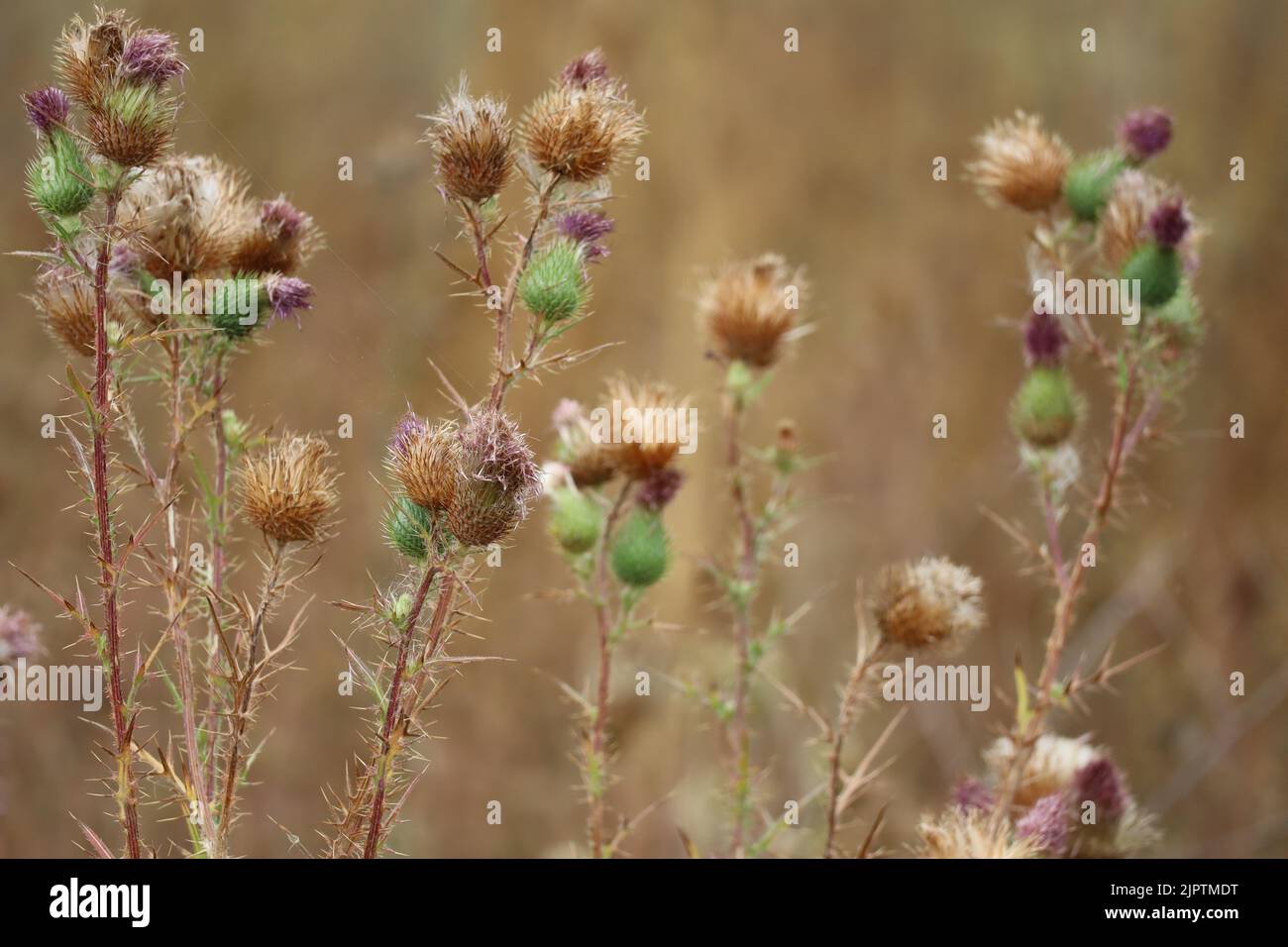second Flowering in long Summer Stock Photo - Alamy
