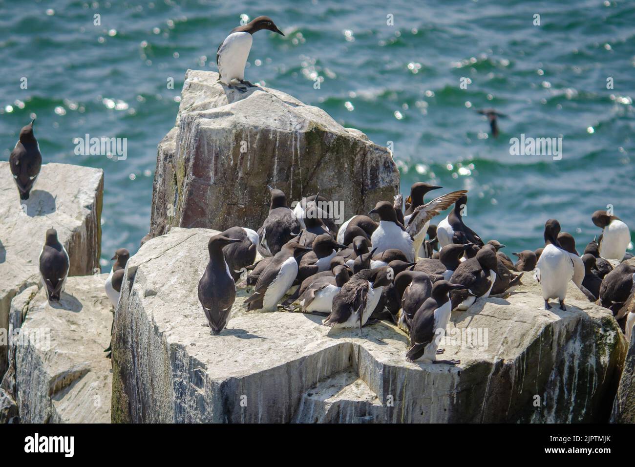 Colony of birds hi-res stock photography and images - Alamy