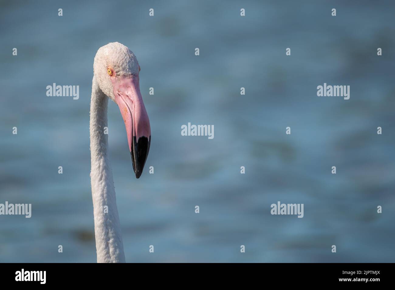 Pink Flamingo facing the camera Stock Photo - Alamy