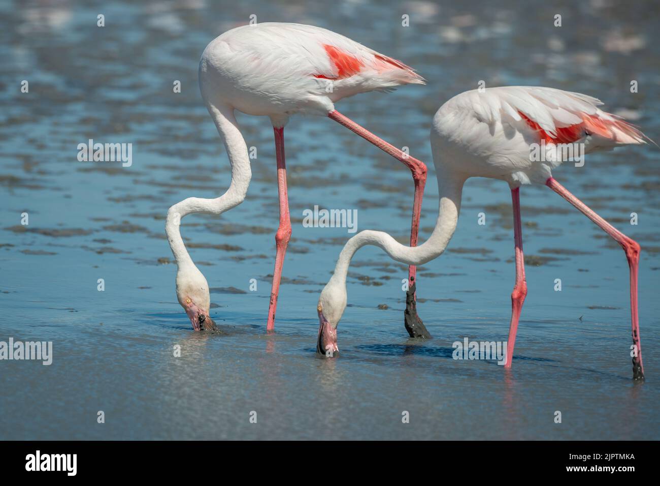 Flamingo bird groups close up feeding in the water with blurred ...