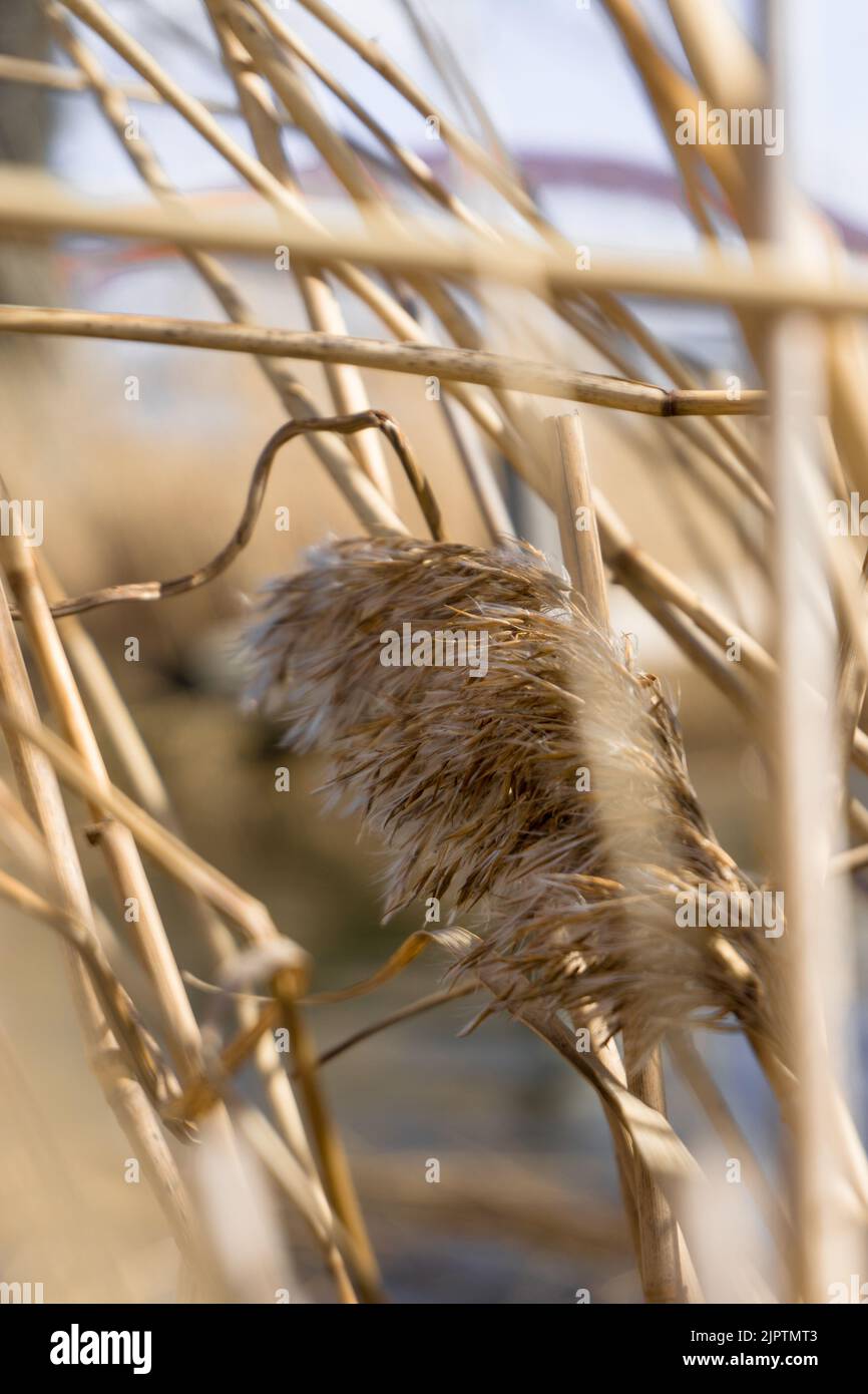 A vertical shot of dry reed grass by a lake in the wind Stock Photo - Alamy