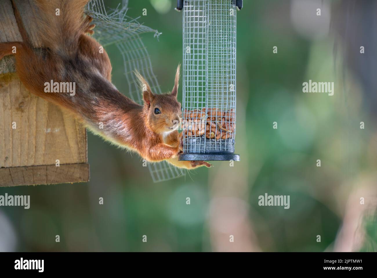 Squirrel feeders hi-res stock photography and images - Alamy