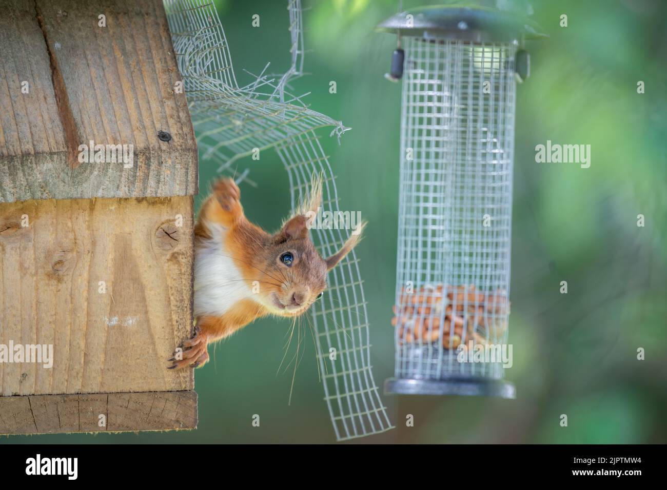 Squirrel feeders hi-res stock photography and images - Alamy