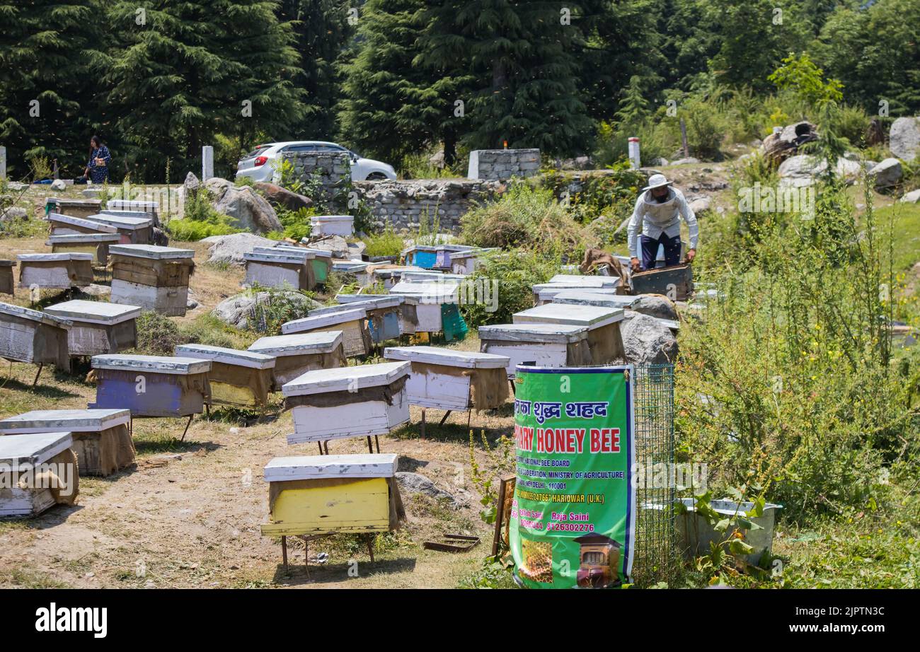 multiple boxes of beehives kept in the apiary for honey and wax farming ...