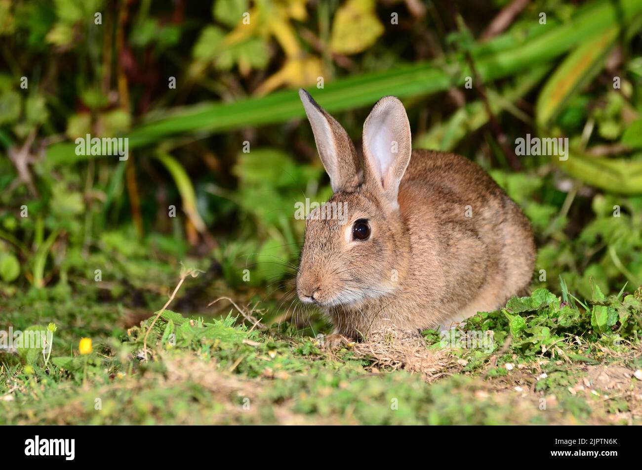 Juvenile rabbit hi-res stock photography and images - Alamy