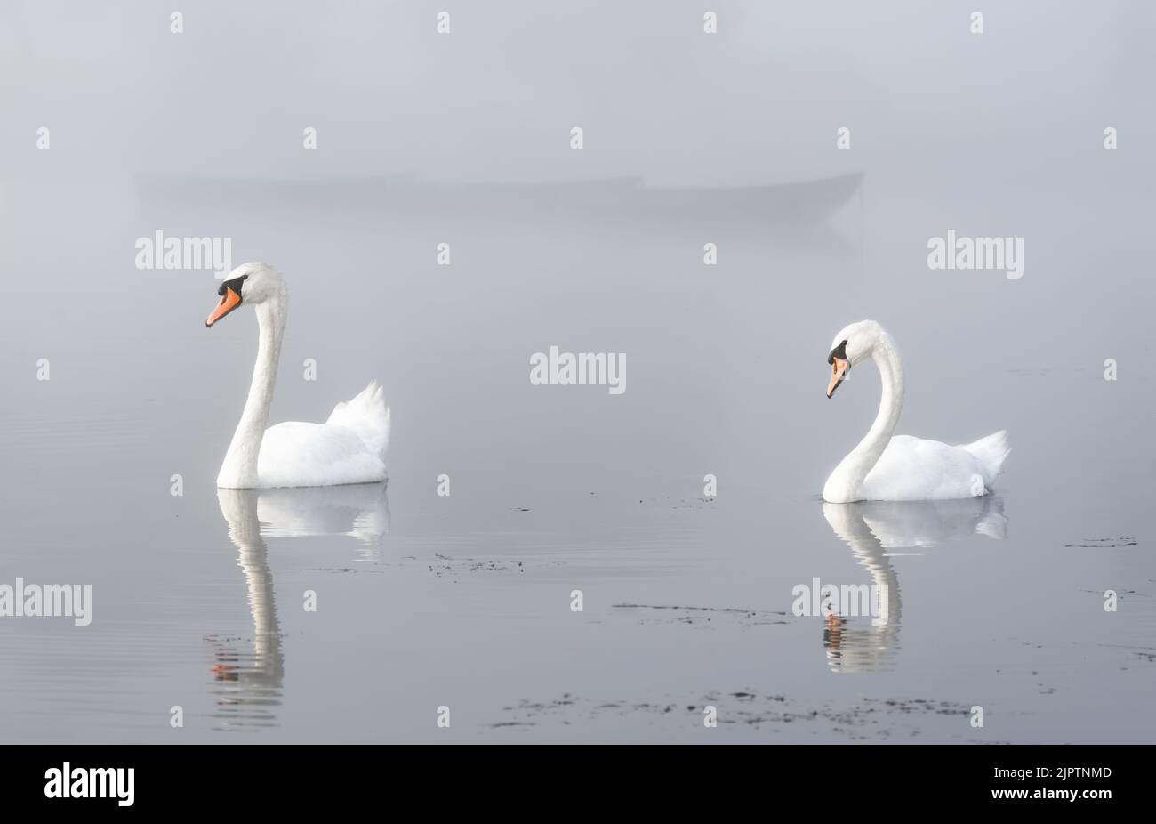 Swans paddling in lake and early morning mist Stock Photo - Alamy