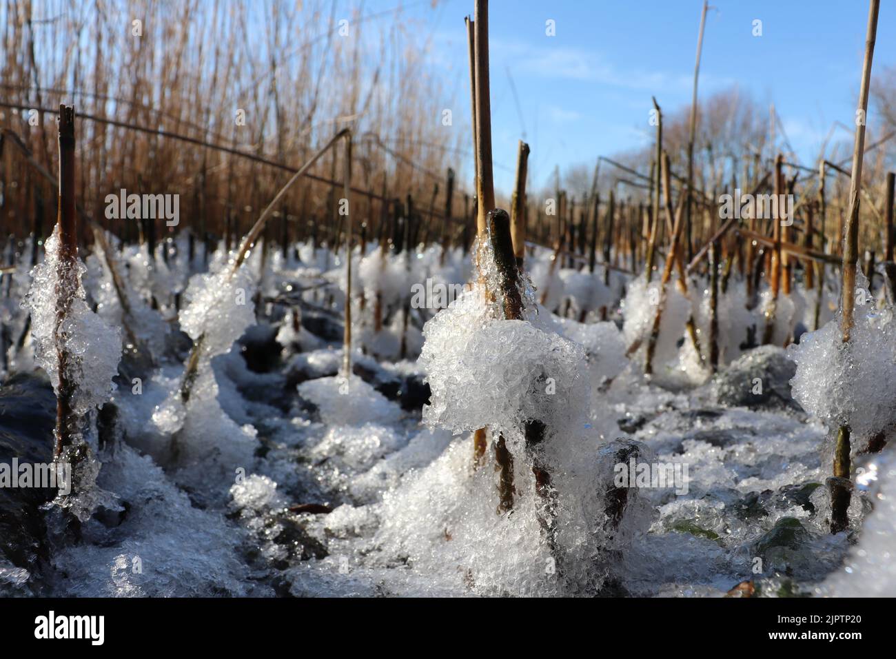 An ice formation on broken hay after a night of winter storm Stock ...