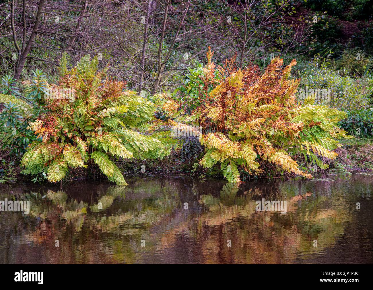 Ferns golden autumn leaves hi-res stock photography and images - Alamy