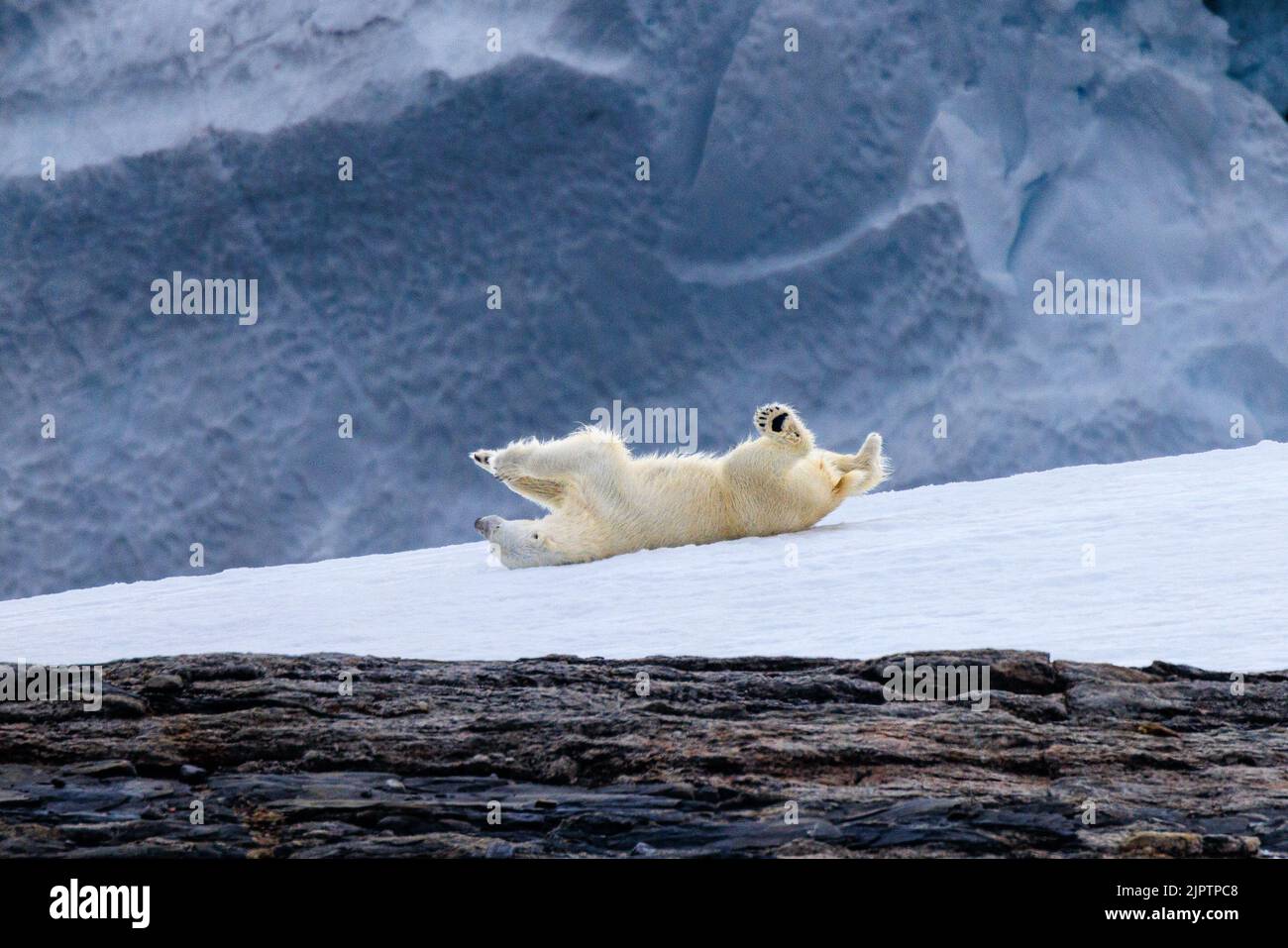 a polar bear lies full length on an icy glacier with its paws in the ...