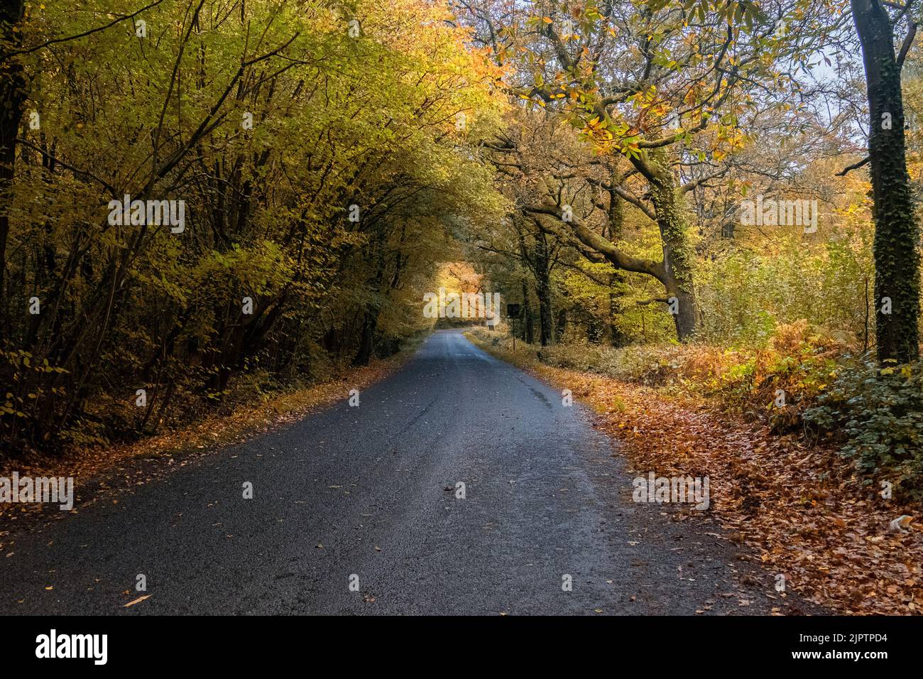 Road through forest in autumn with golden leaves on the ground Stock ...
