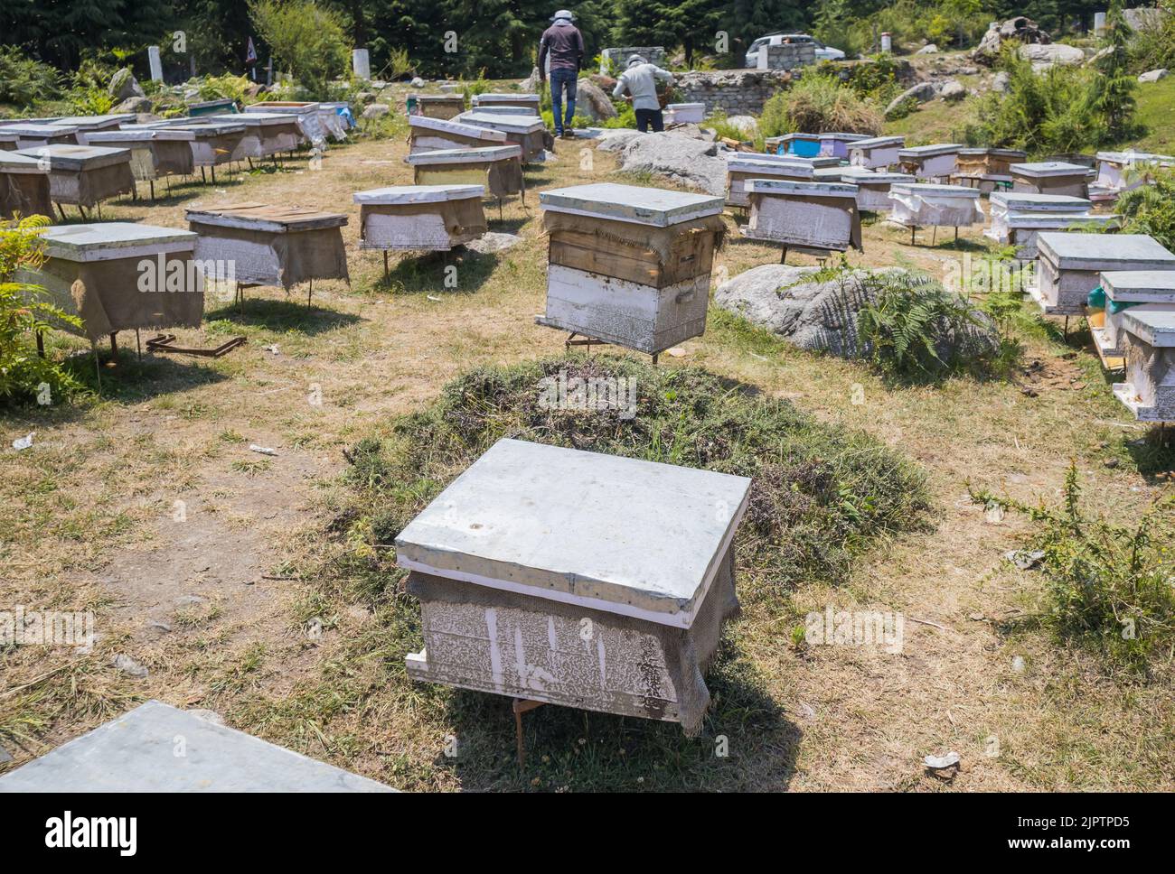 multiple boxes of beehives kept in the apiary for honey and wax farming ...