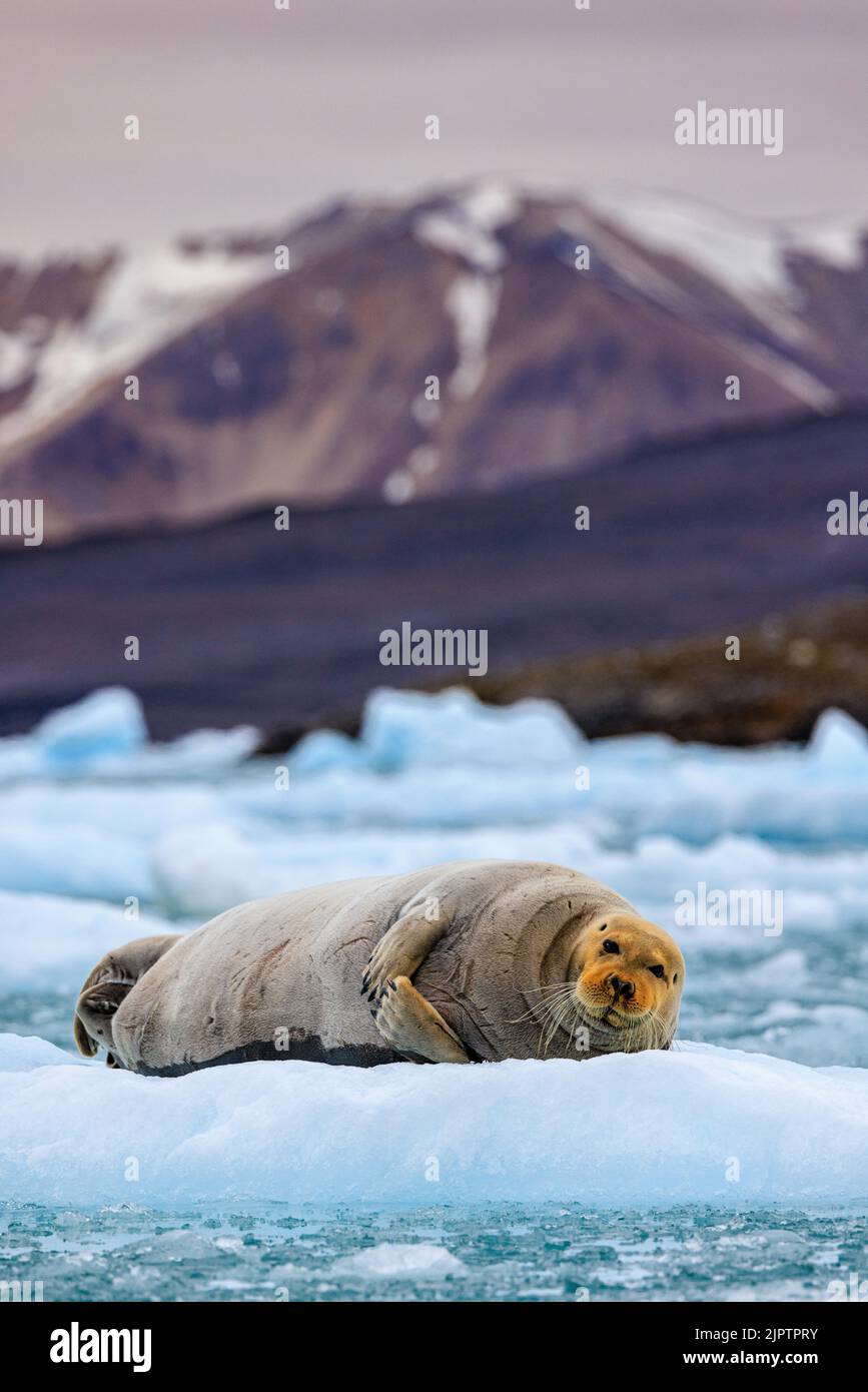 a bearded seal lies full length in the icy bay in lilleihookfjorden ...