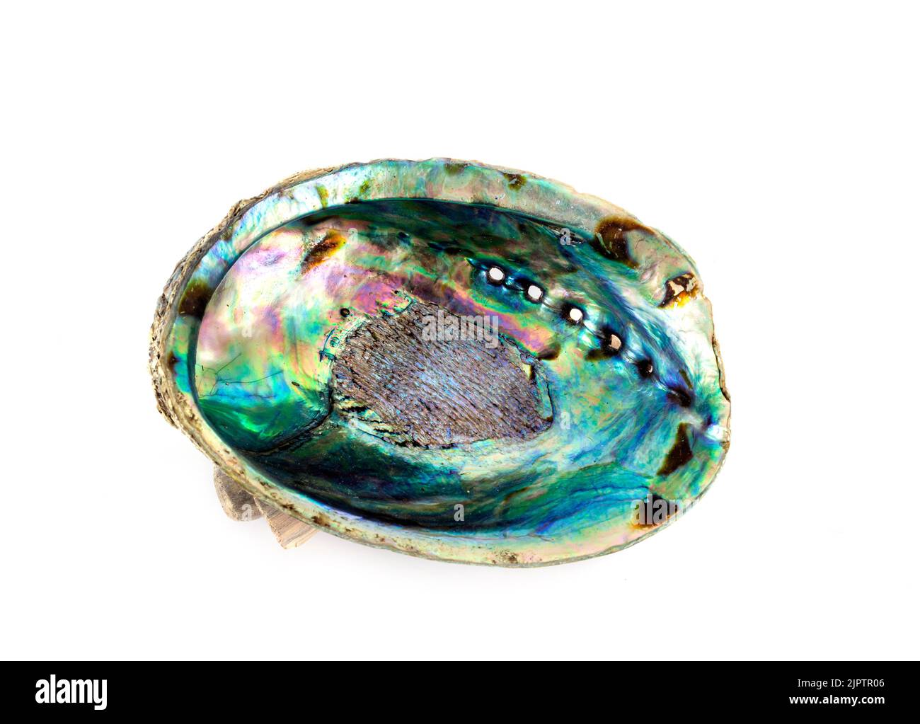 shell of abalone in front of white background Stock Photo - Alamy