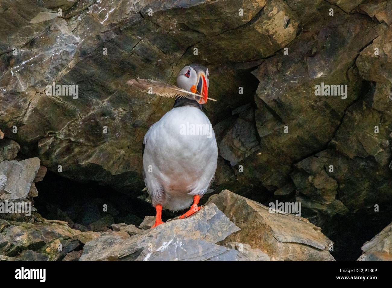 a puffin stands on a rocky ledge outside its rocky nesting hole holding ...