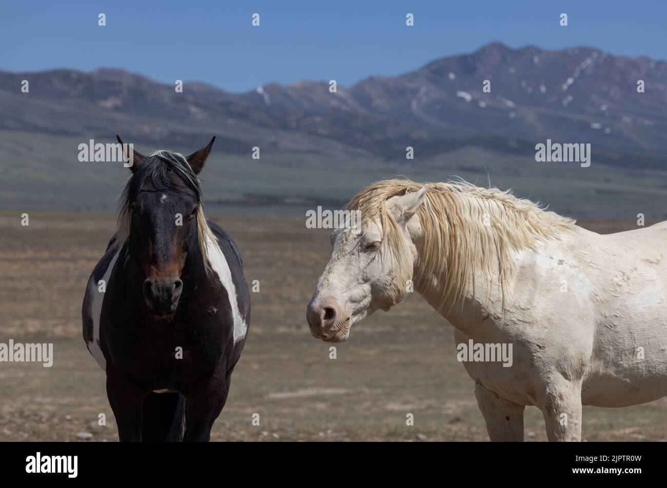Wild Horses in the Utah Desert Stock Photo - Alamy