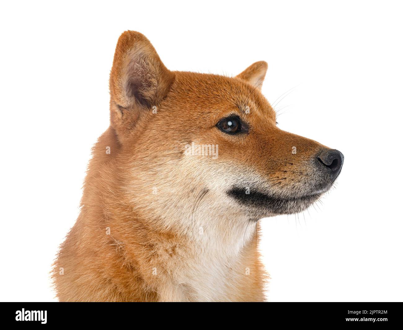 shiba inu in front of white background Stock Photo - Alamy