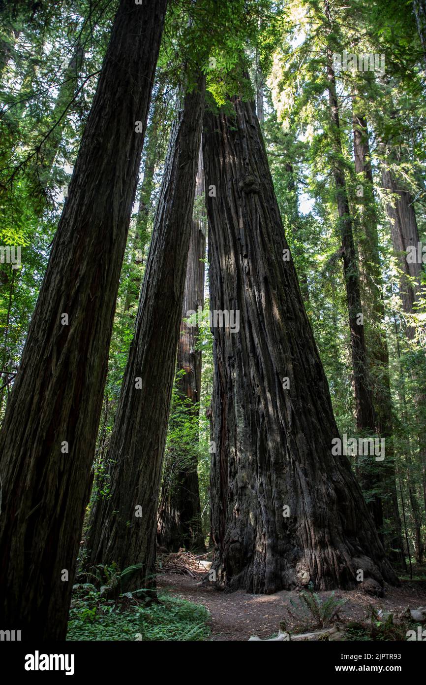 There is a vast forest of redwood trees in Northern California in ...