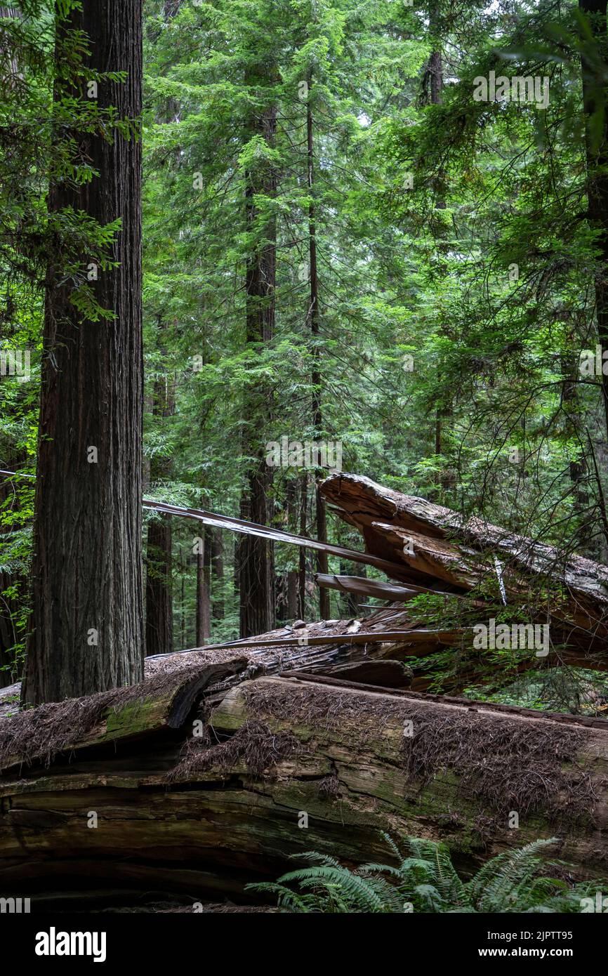 There is a vast forest of redwood trees in Northern California in ...