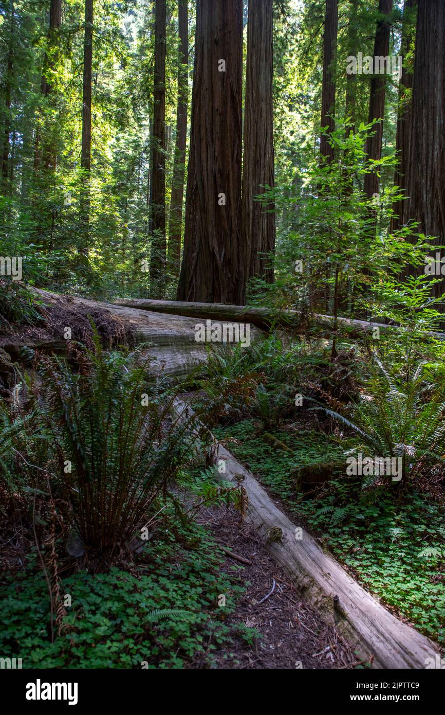 There is a vast forest of redwood trees in Northern California in ...