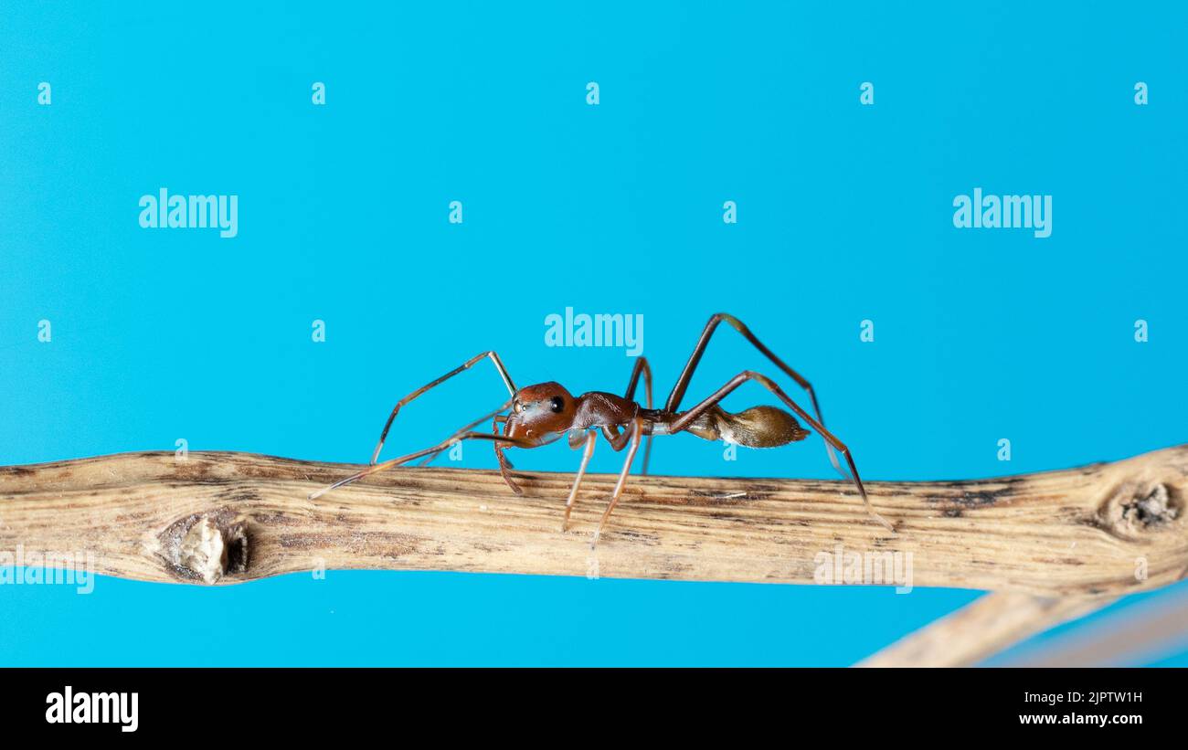 Black ant mimic spider hi-res stock photography and images - Alamy