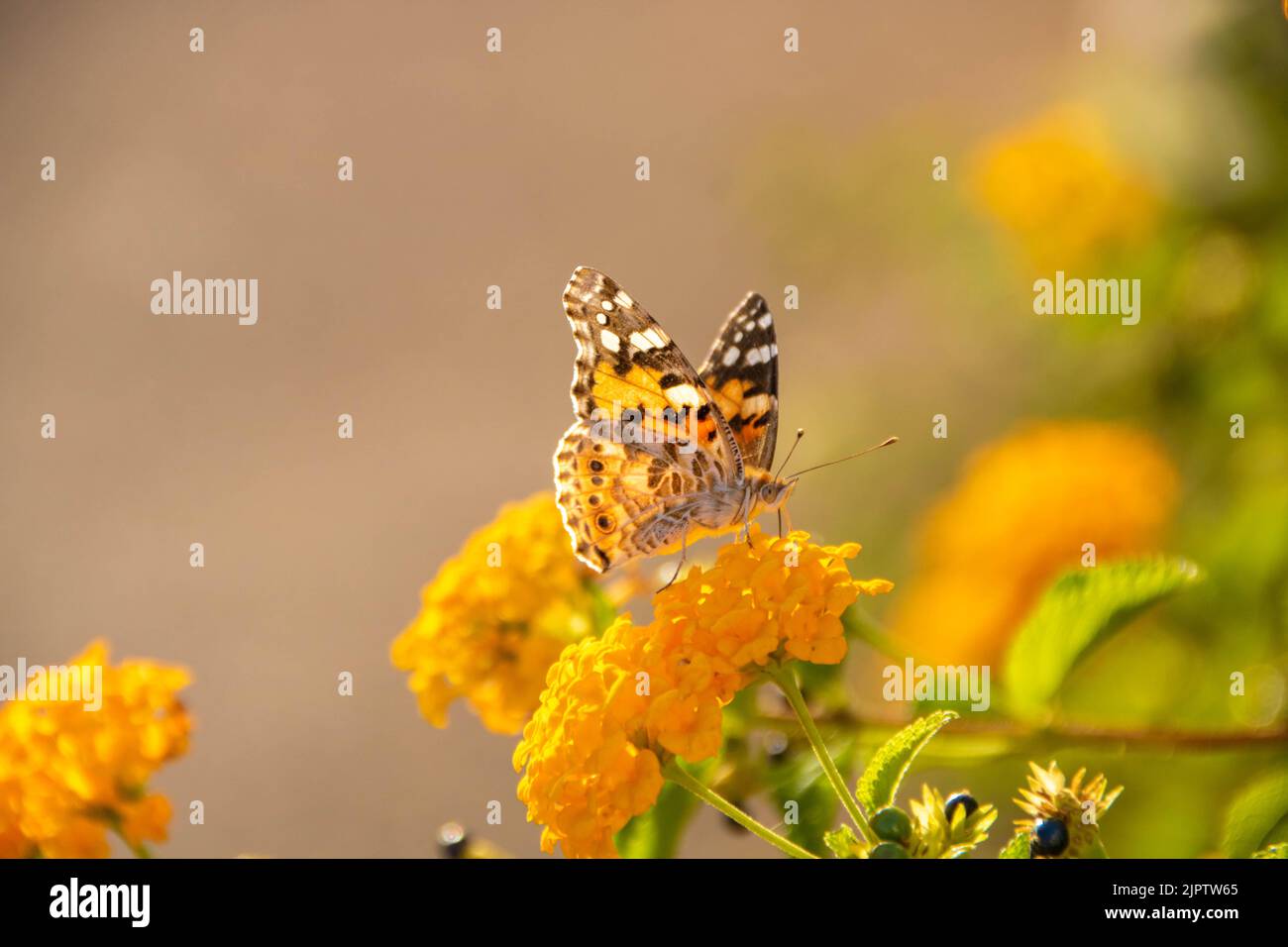 butterfly on lantana flowers Stock Photo - Alamy