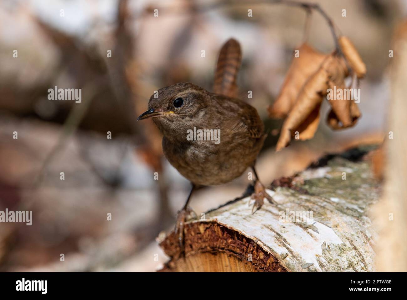 Wren sat on branch hi-res stock photography and images - Alamy