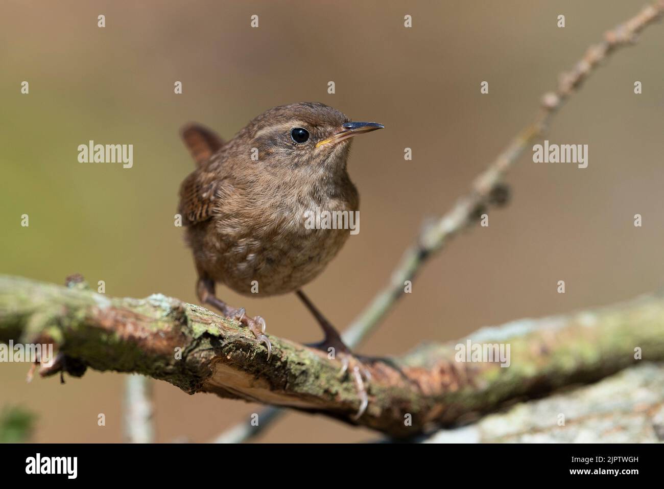 Wren (Troglodytes troglodytes) on an birch log Stock Photo - Alamy