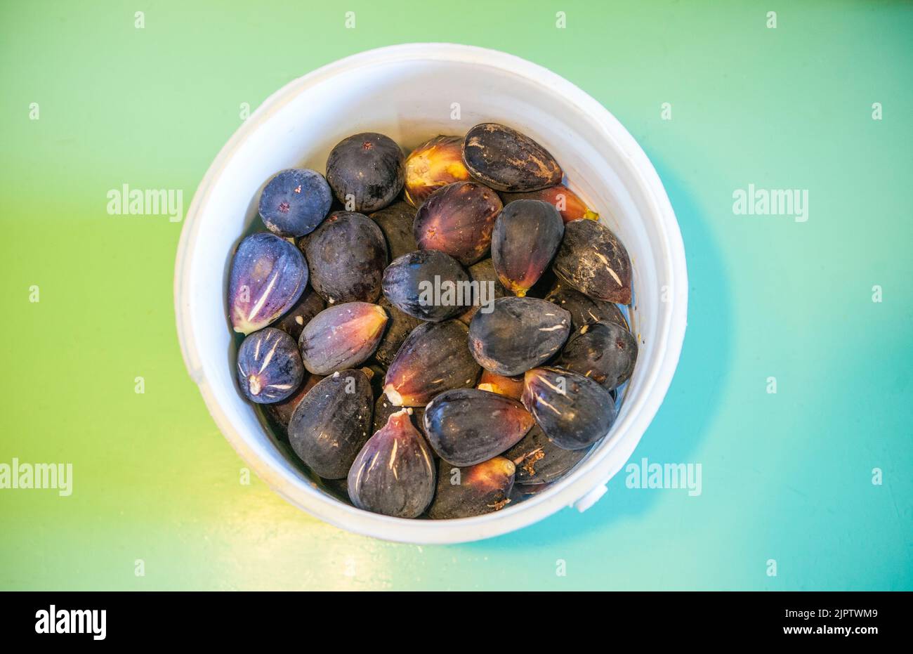 Bucket full of fresh fig just harvested. Studio shot with natural light ...