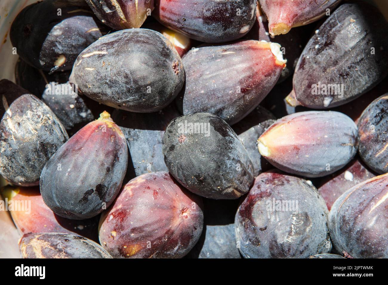 Fresh figs freshly picked from tree. Studio shot with natural light ...
