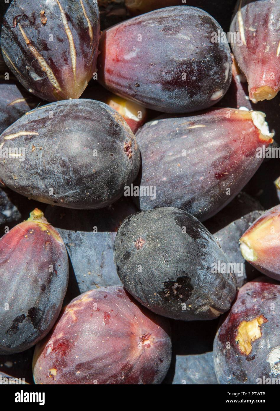 Fresh figs freshly picked from tree. Studio shot with natural light ...