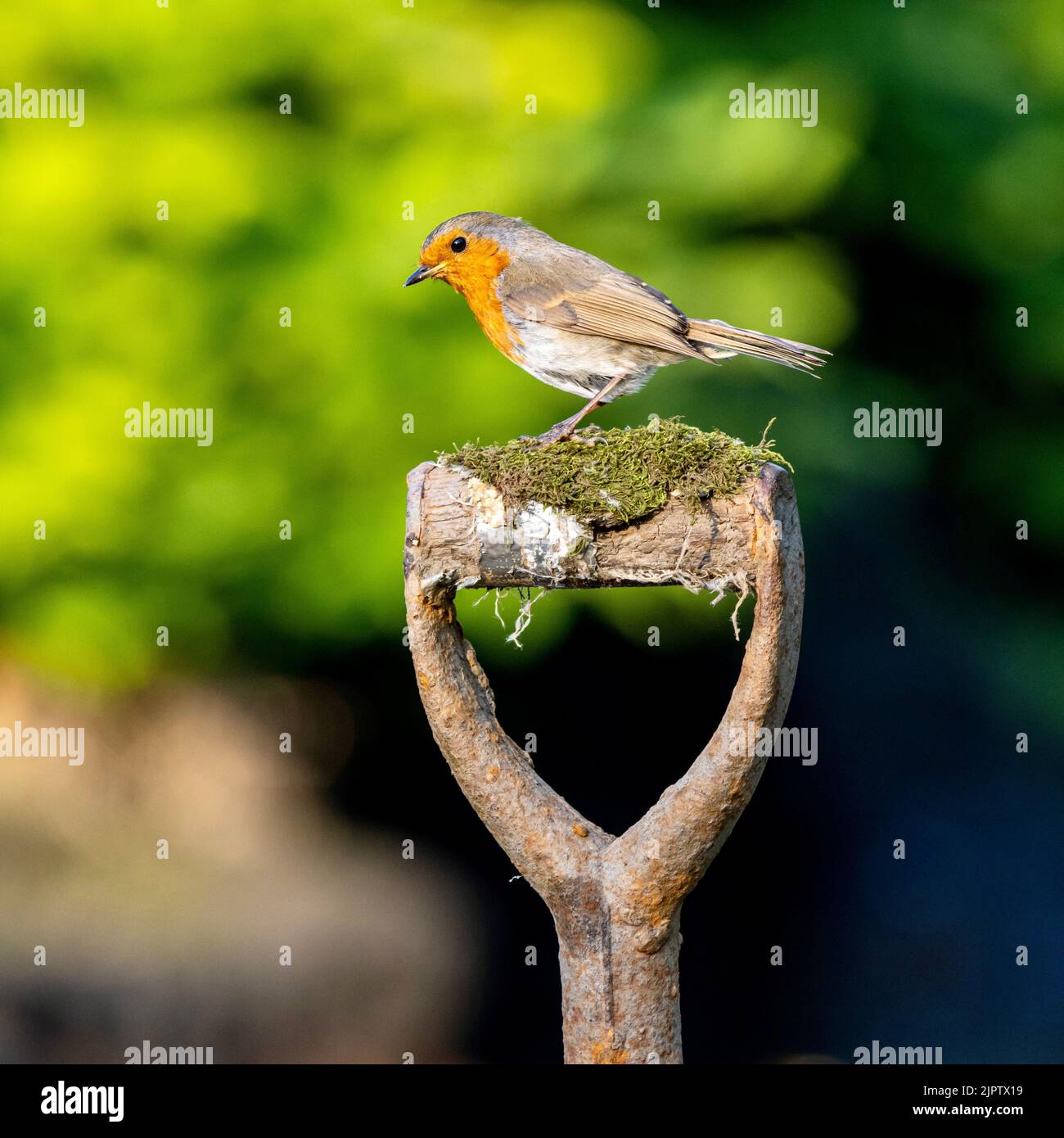 A grey orange robin bird on an abandoned shovel Stock Photo - Alamy